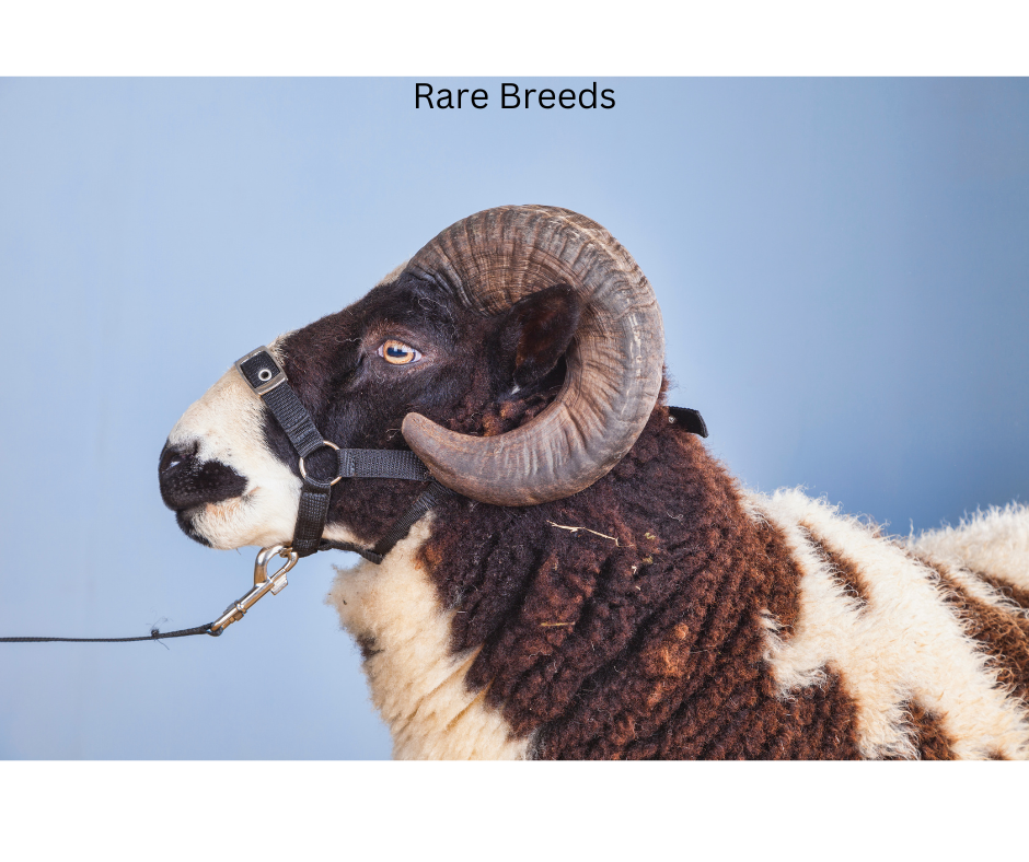 Rare Breeds Fiber – The Fiber Faerie
